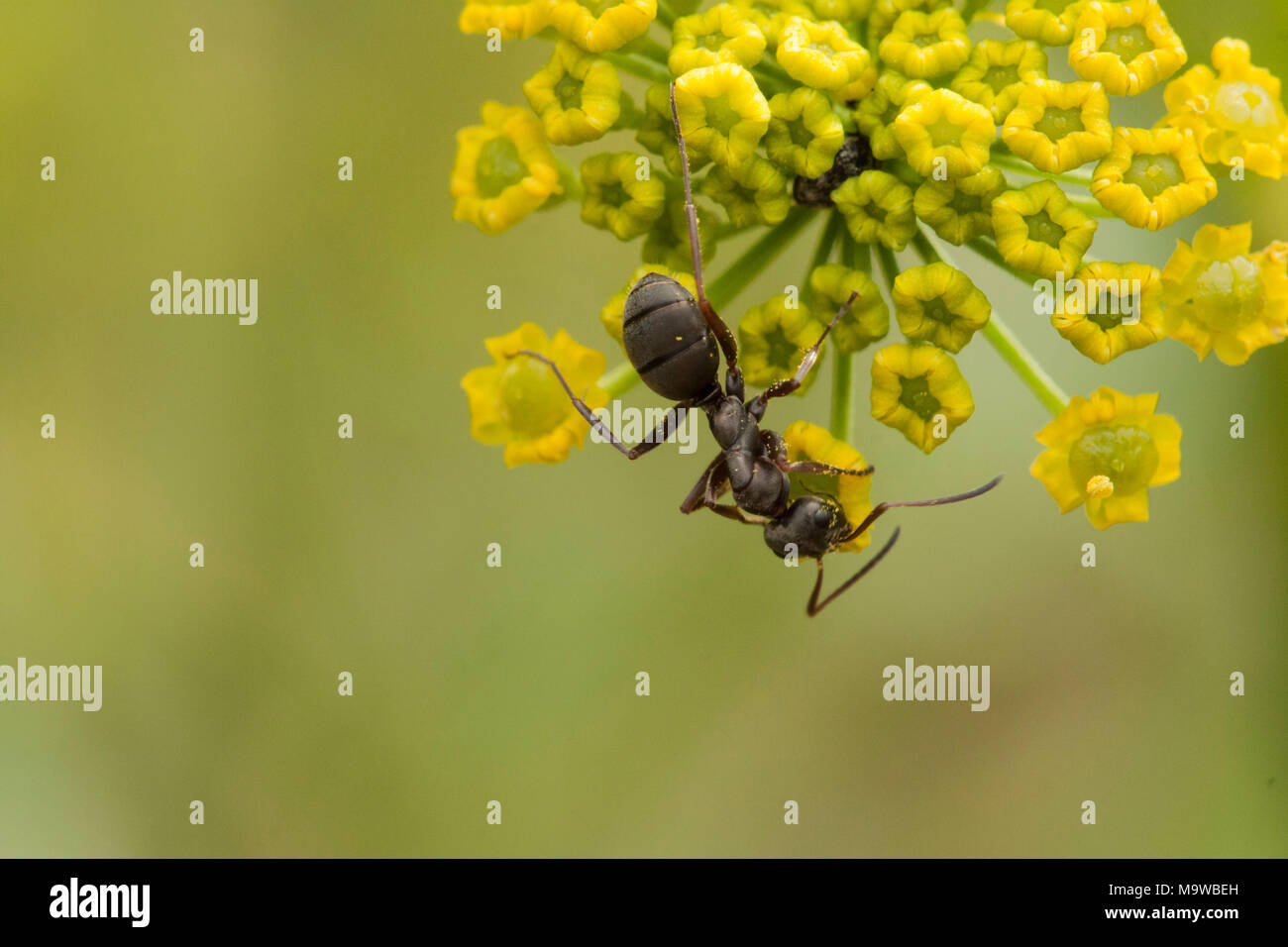 Plants and bugs Stock Photo - Alamy