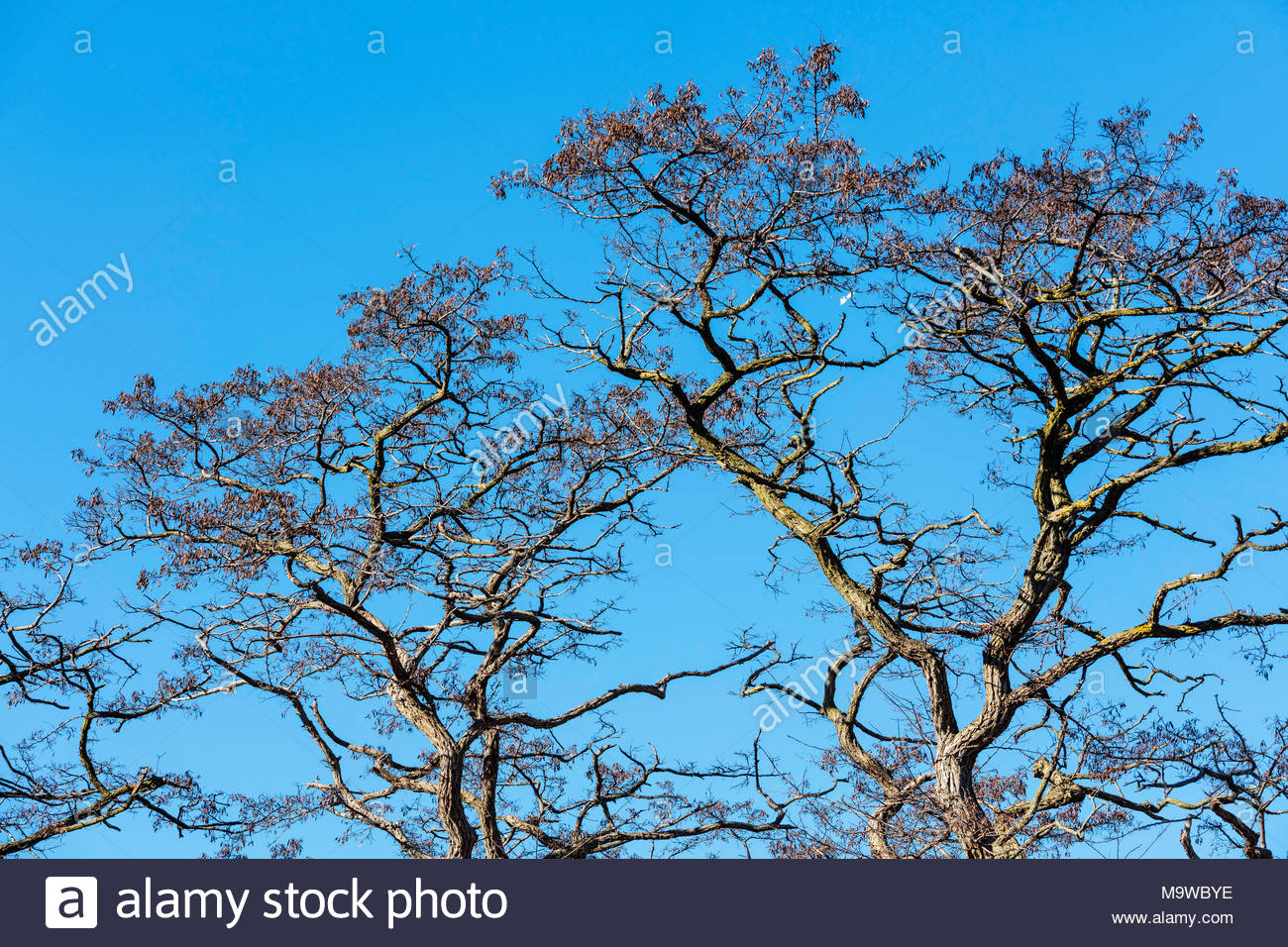 False Tree Stock Photos & False Tree Stock Images - Alamy