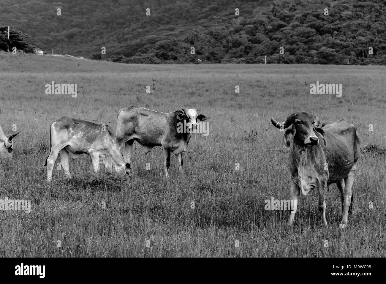 Agriculture 2018 Black and White Stock Photos & Images - Alamy