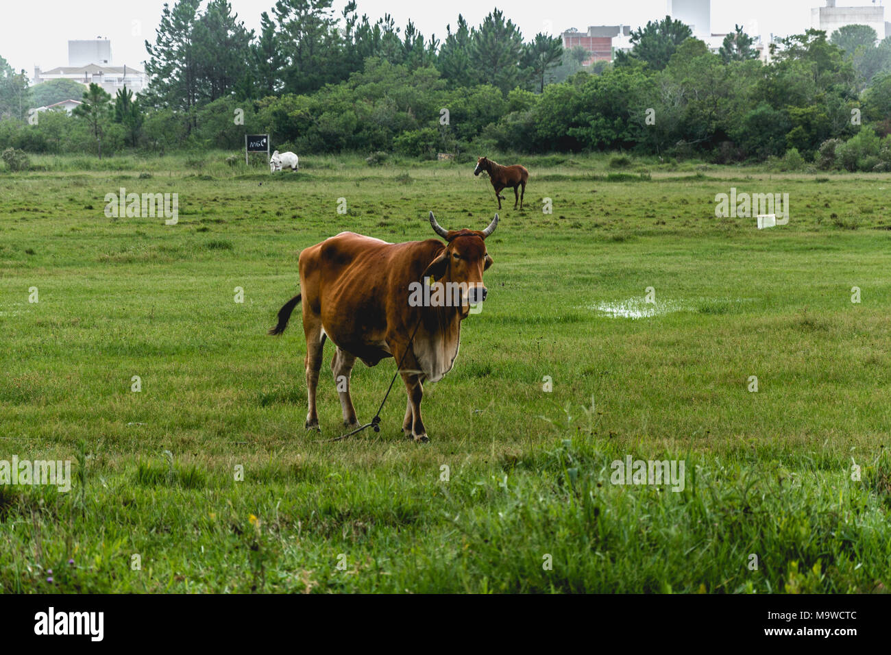 Cattle farm brasil hi-res stock photography and images - Alamy