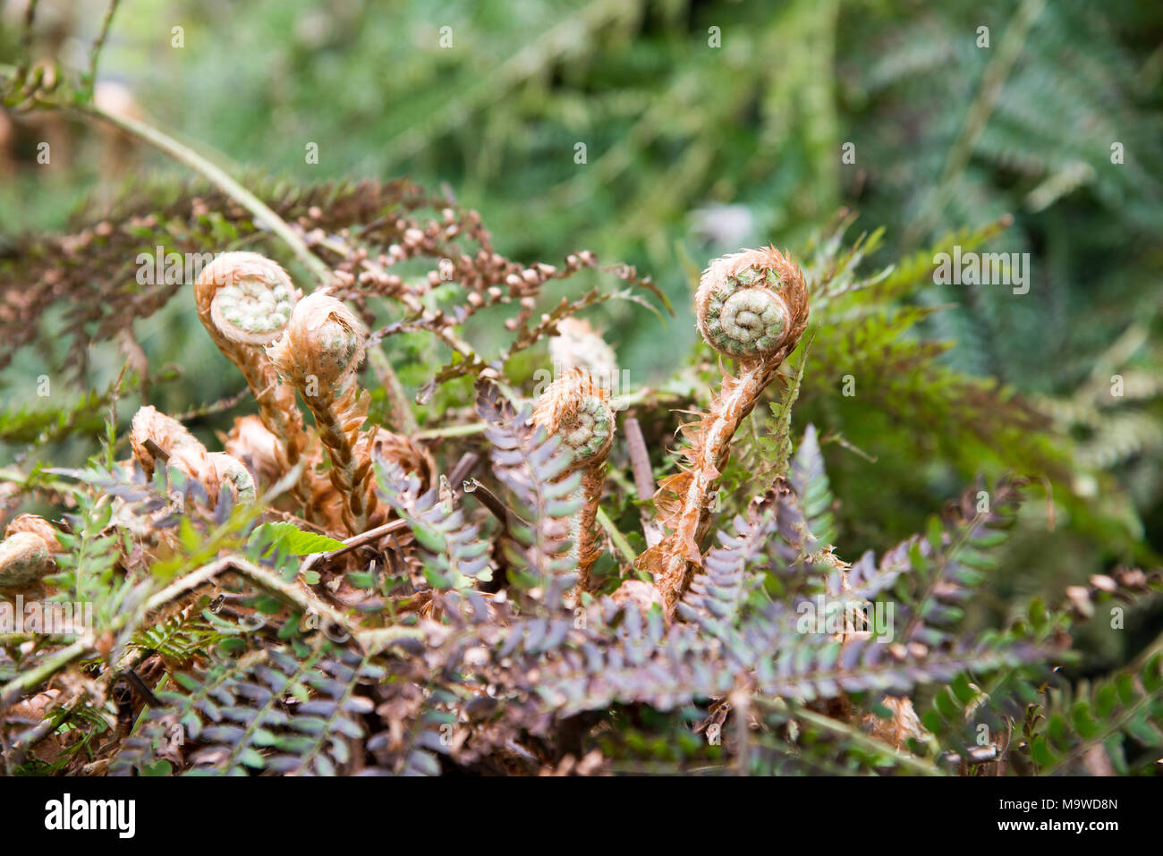Fiddlehead Fern Botany Stock Photos & Fiddlehead Fern Botany Stock ...