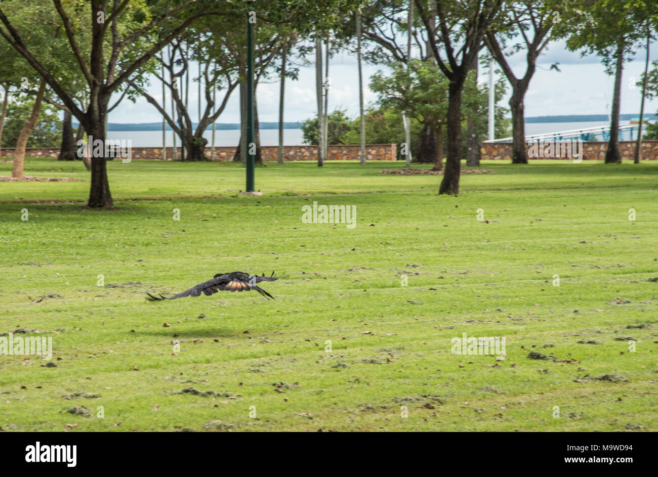 Red-tailed black cockatoo landing at Bicentennial Park in Darwin ...