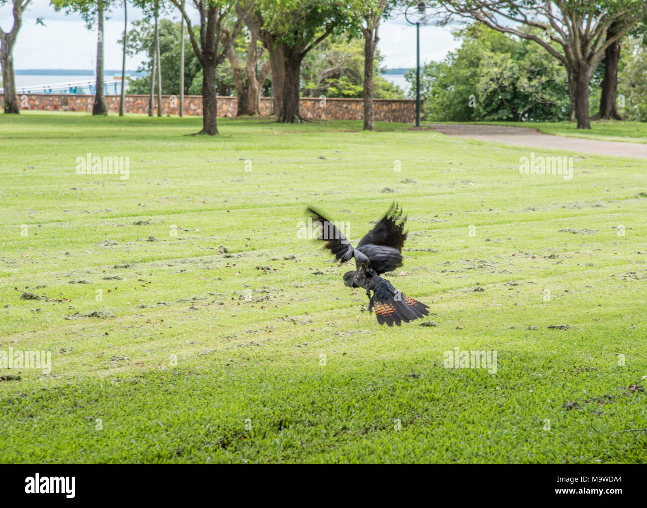 Red-tailed black cockatoo landing at Bicentennial Park in Darwin ...