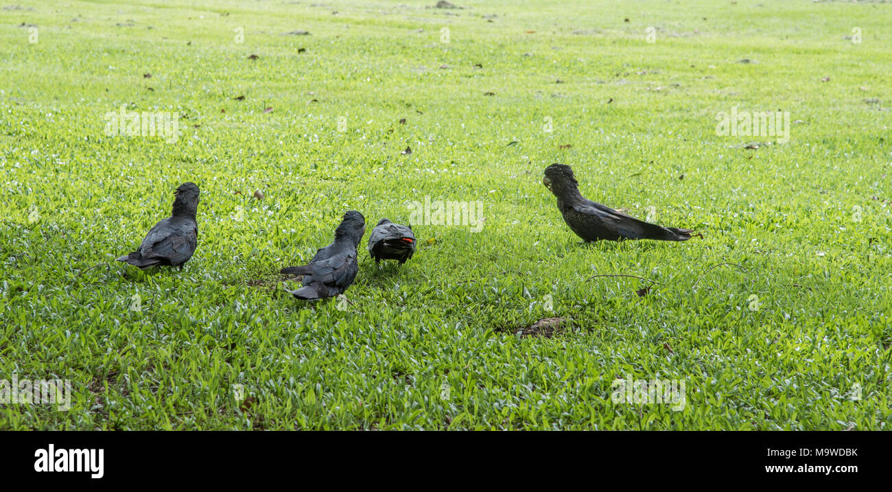 Four red-tailed black cockatoo's walking at Bicentennial Park on bright ...