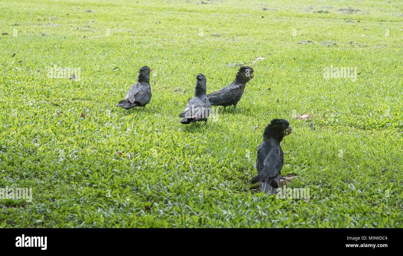 Four red-tailed black cockatoo's walking at Bicentennial Park on bright ...
