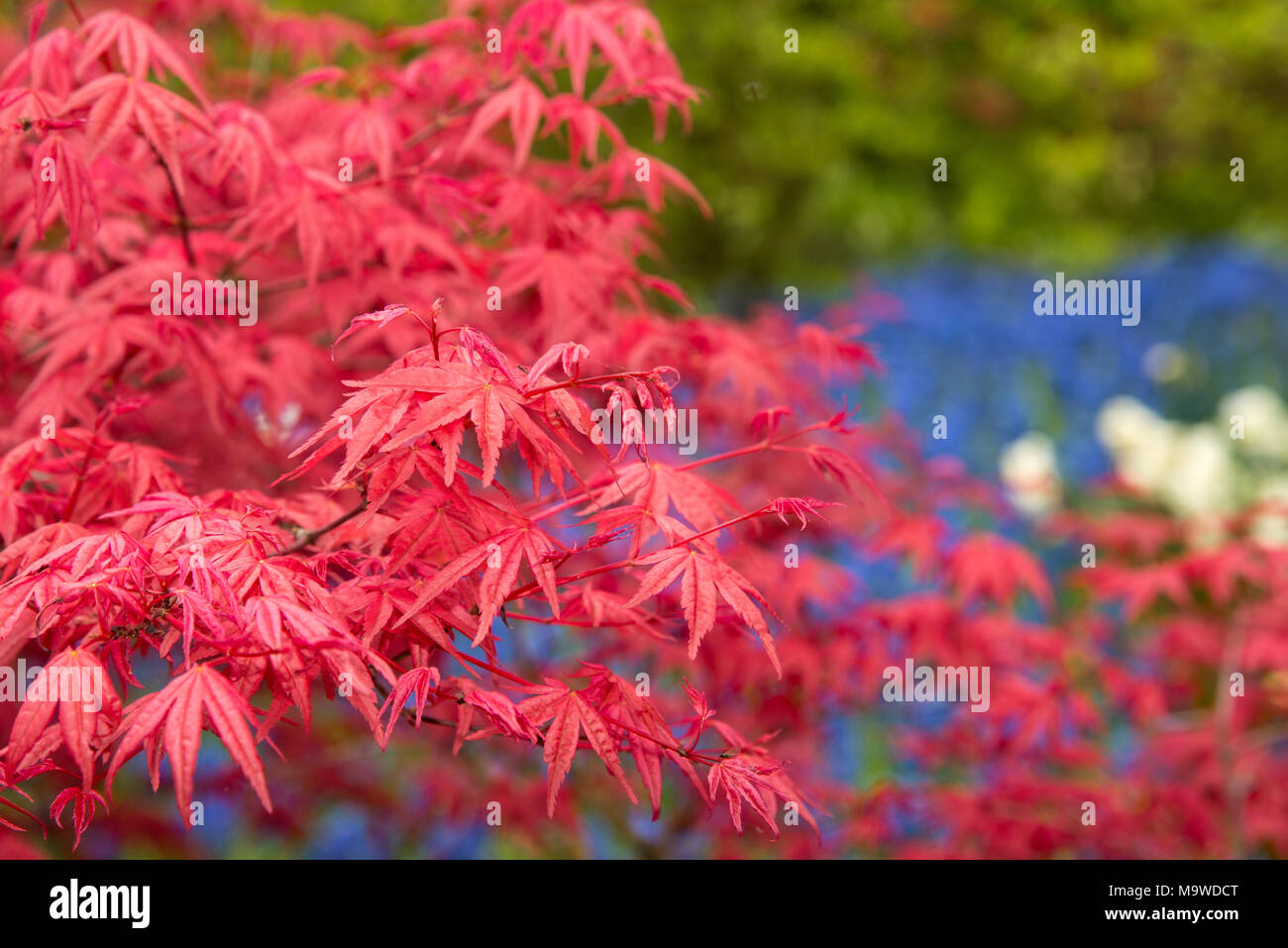 Beautiful nature background red hi-res stock photography and images - Alamy