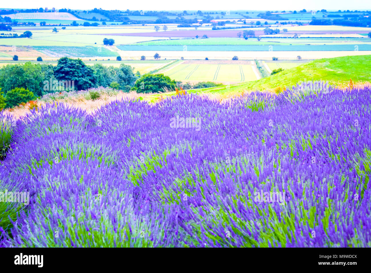 Lavender fields in England, UK Stock Photo - Alamy