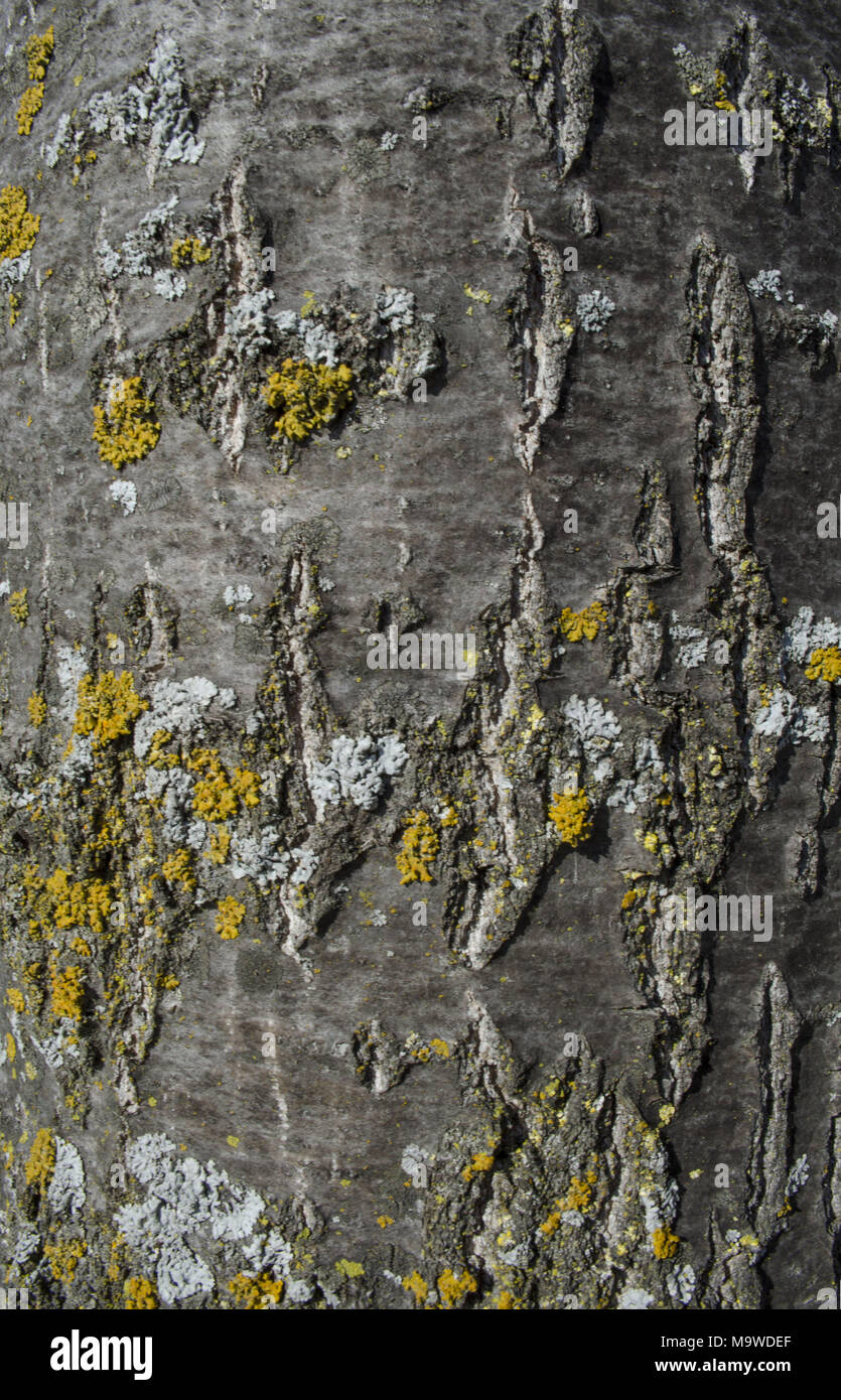 Close up of Lichen on a Tree Stock Photo - Alamy