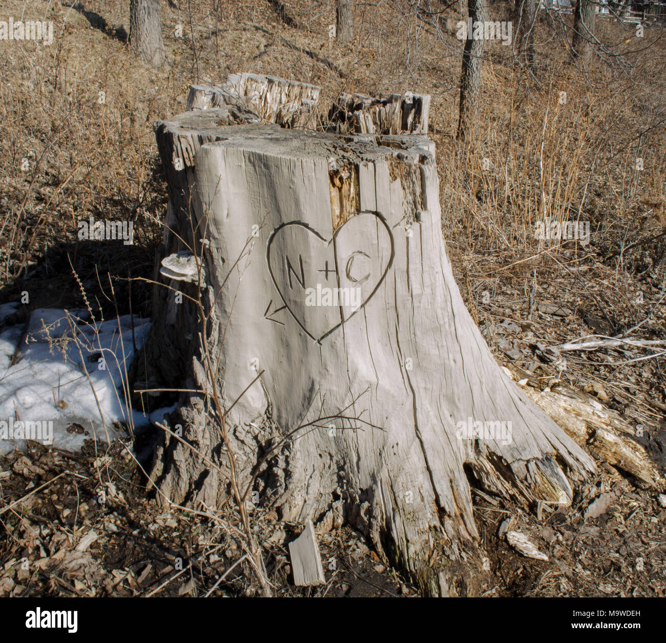 Tree stump carving hi-res stock photography and images - Alamy