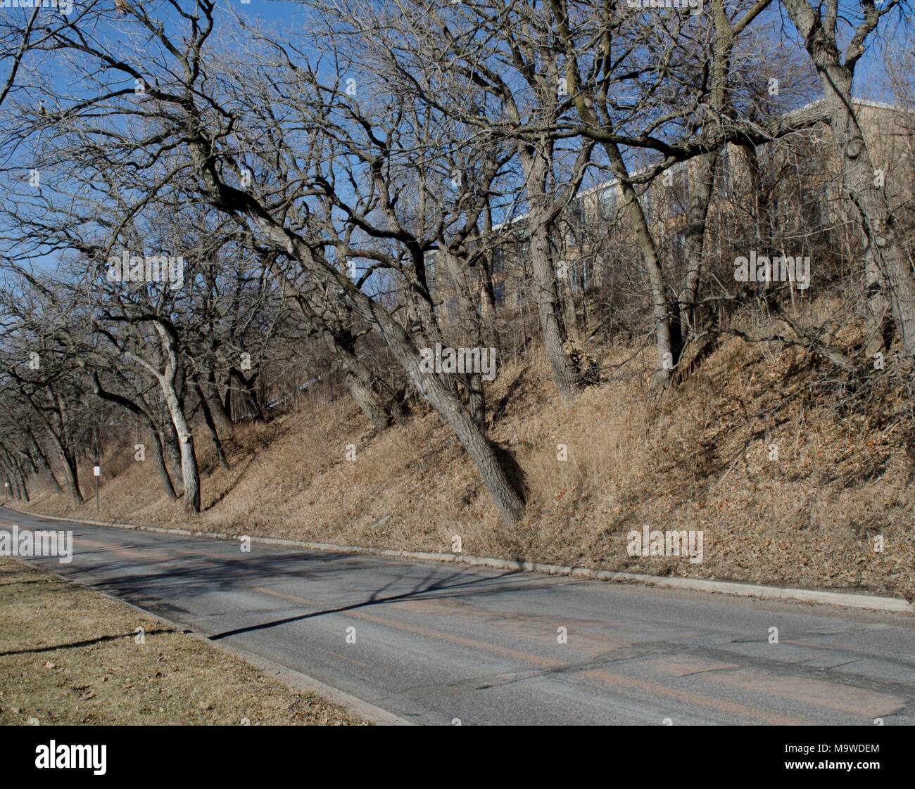 Late Winter Tree Lined Road No Cars Stock Photo - Alamy