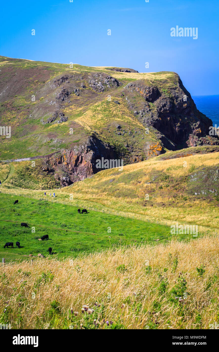 Beautiful Cliffs of Scotland, St Abb's Head, UK Stock Photo - Alamy