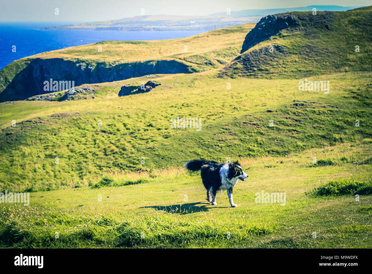 Beautiful Cliffs of Scotland, St Abb's Head, UK Stock Photo - Alamy