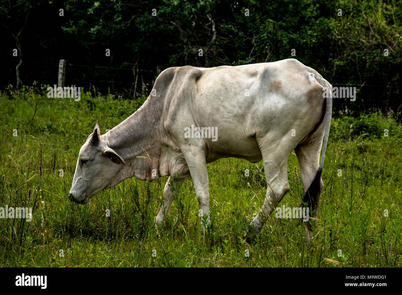 Floripa, Brasil. January, 2018. White cow grazing in a urban region ...