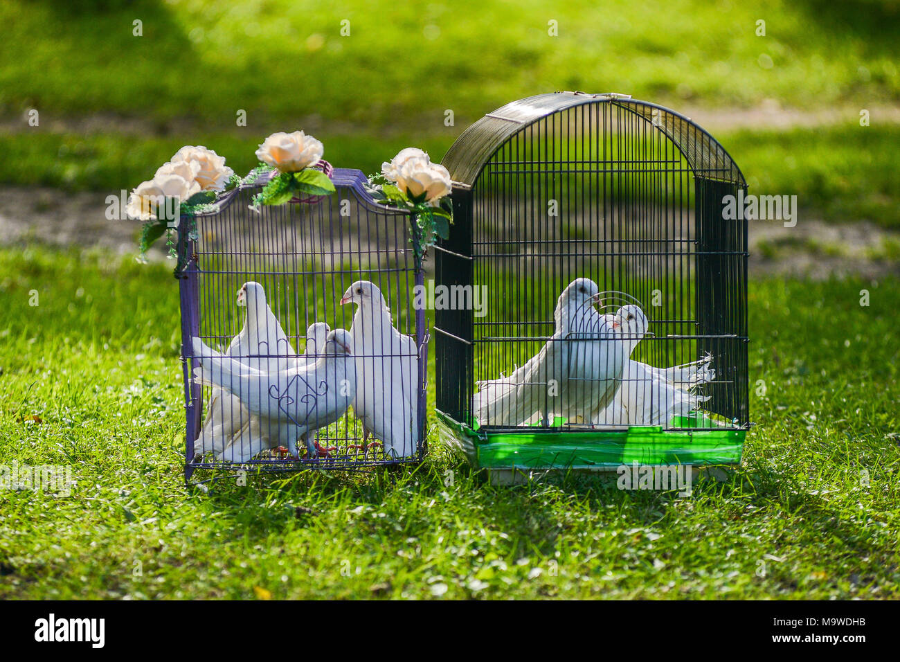 two white wedding pigeons in cage Stock Photo - Alamy