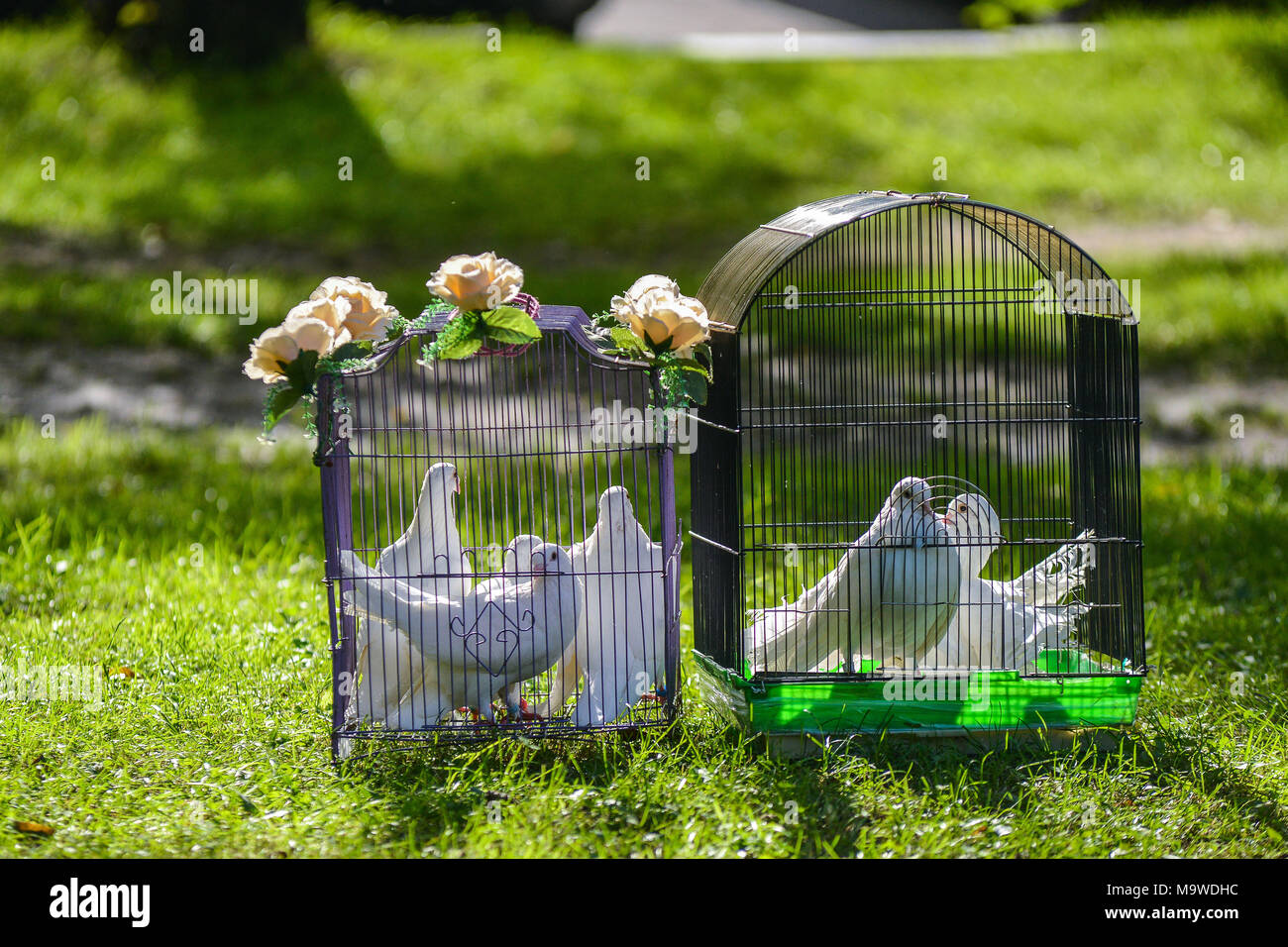 Whitepigeons hi-res stock photography and images - Alamy