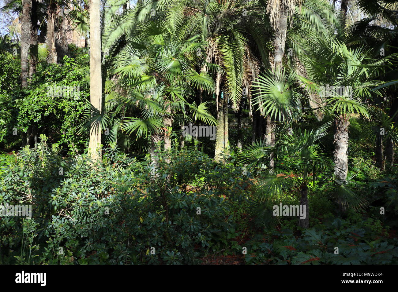 Subtropical plants and trees hi-res stock photography and images - Alamy