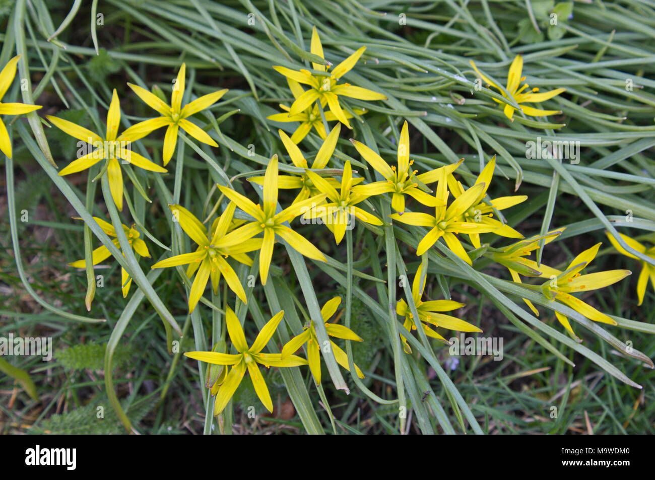 Gagea pratensis, a liliaceous wild plant yellow blooming in early ...