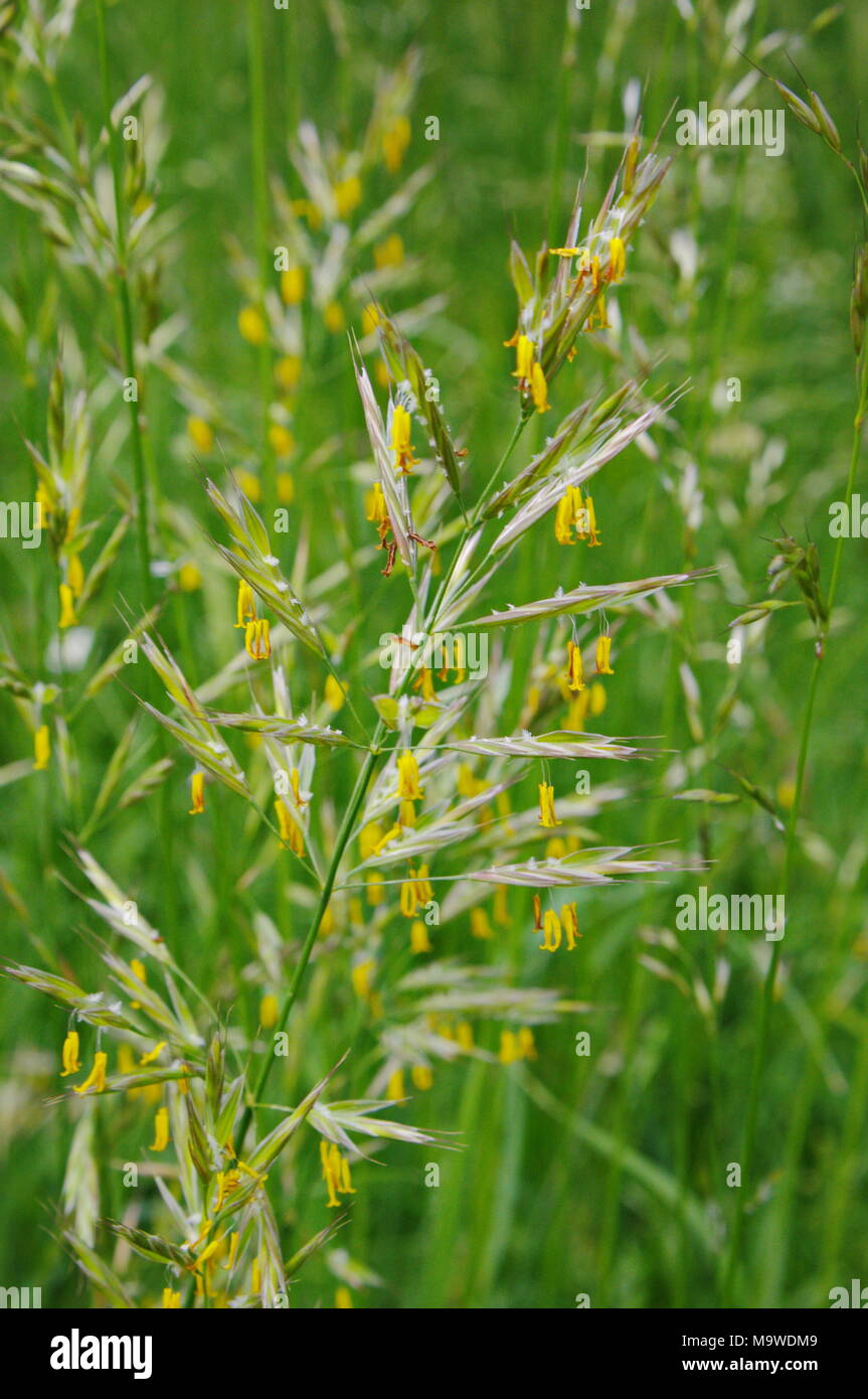 Bromus erectus is a European grass species widespread in warmer regons ...