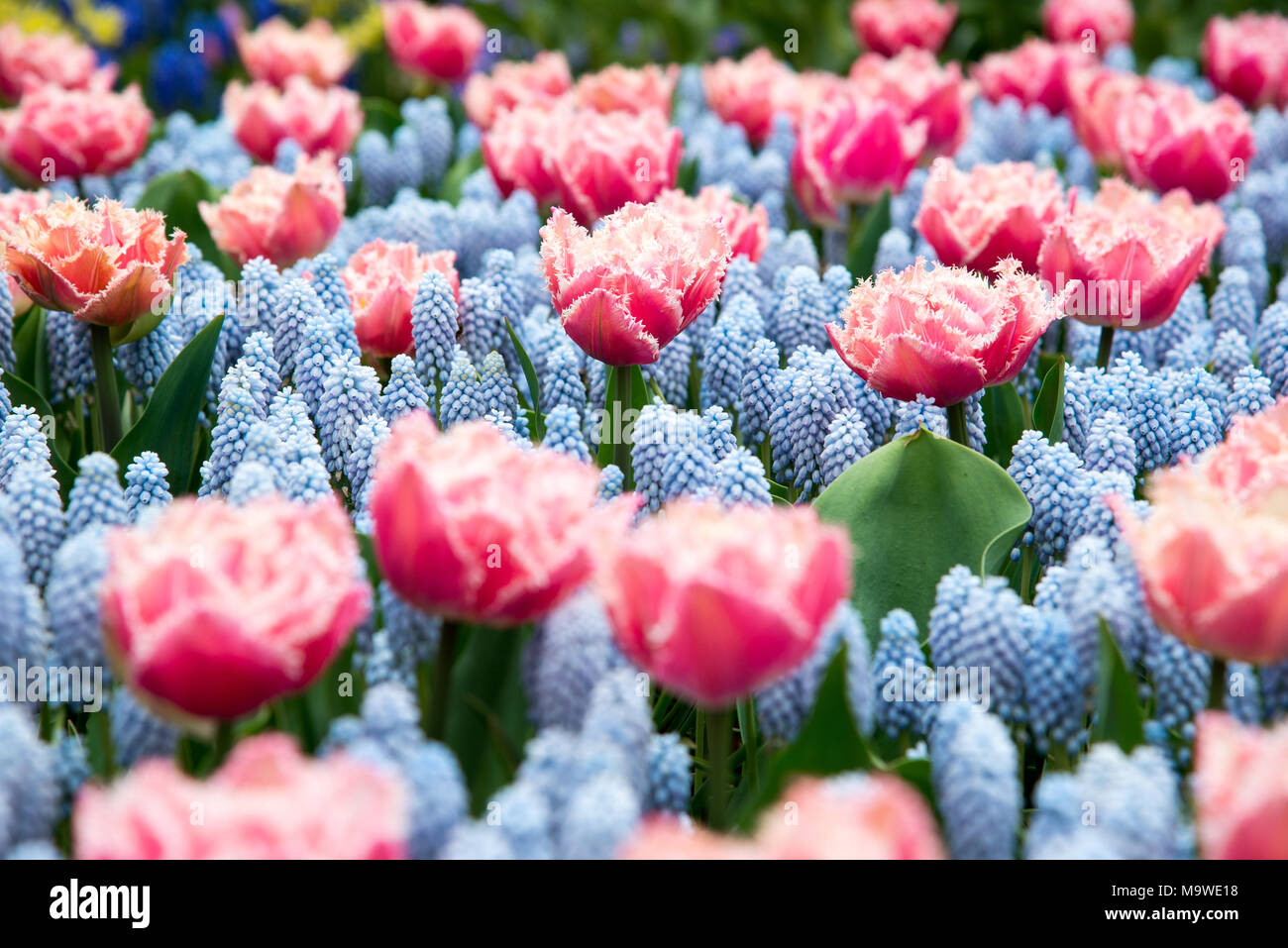 Colorful tulips in the park. Spring landscape Stock Photo - Alamy