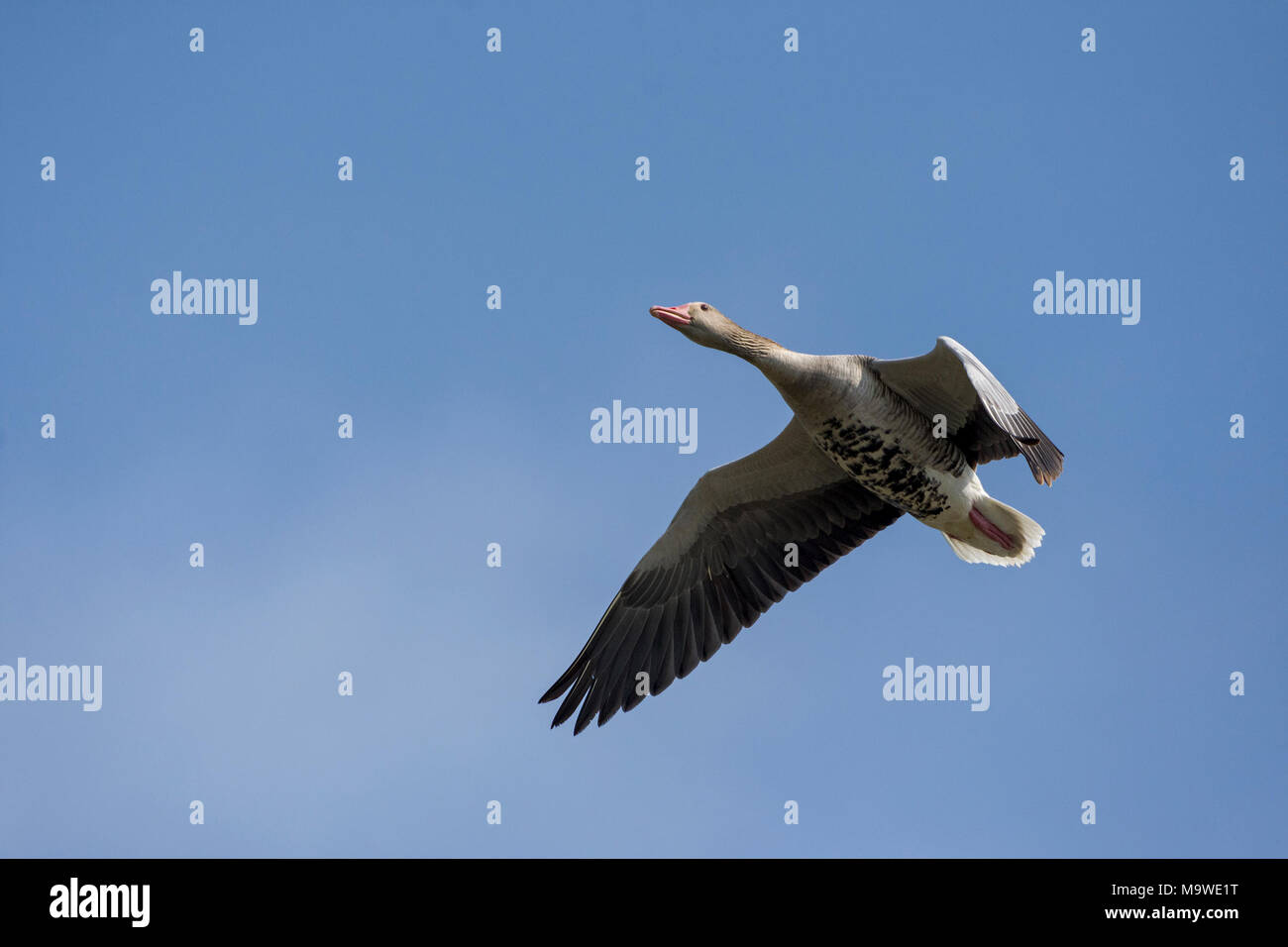 Grey goose in flight hi-res stock photography and images - Alamy