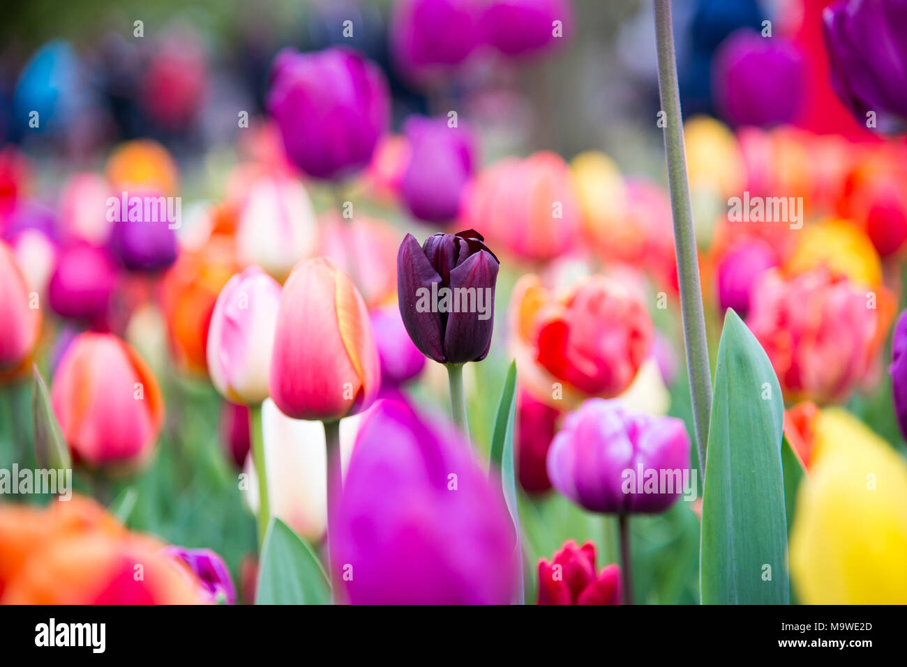 Colorful tulips in the park. Spring landscape Stock Photo - Alamy