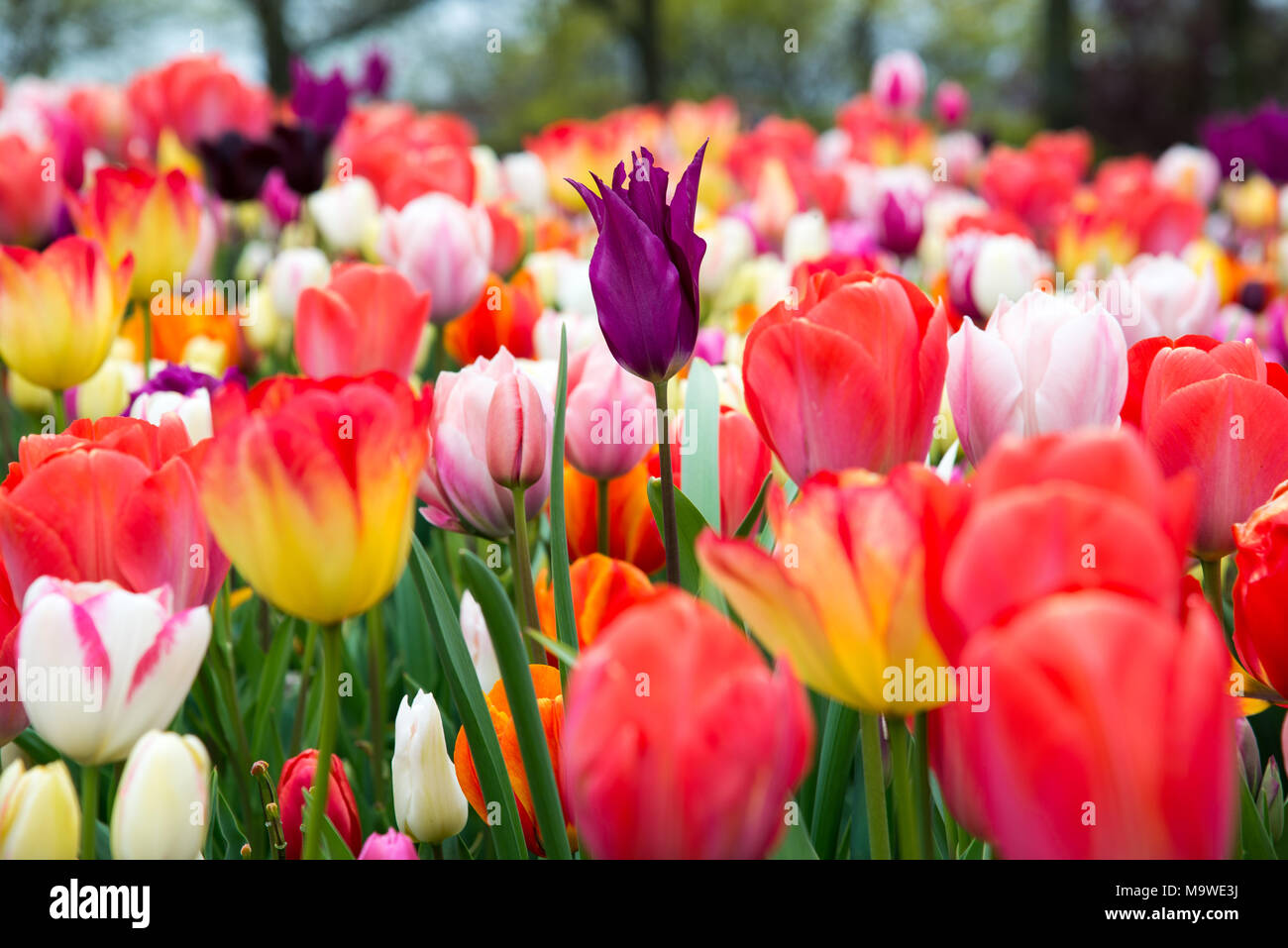 Colorful tulips in the park. Spring landscape Stock Photo - Alamy