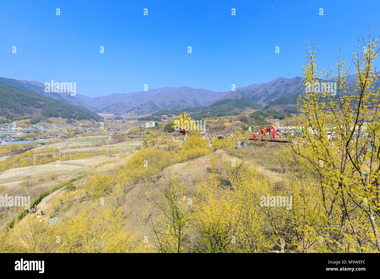 Gurye, South Korea - March 26, 2018 : Scenery of Cornus officinalis ...
