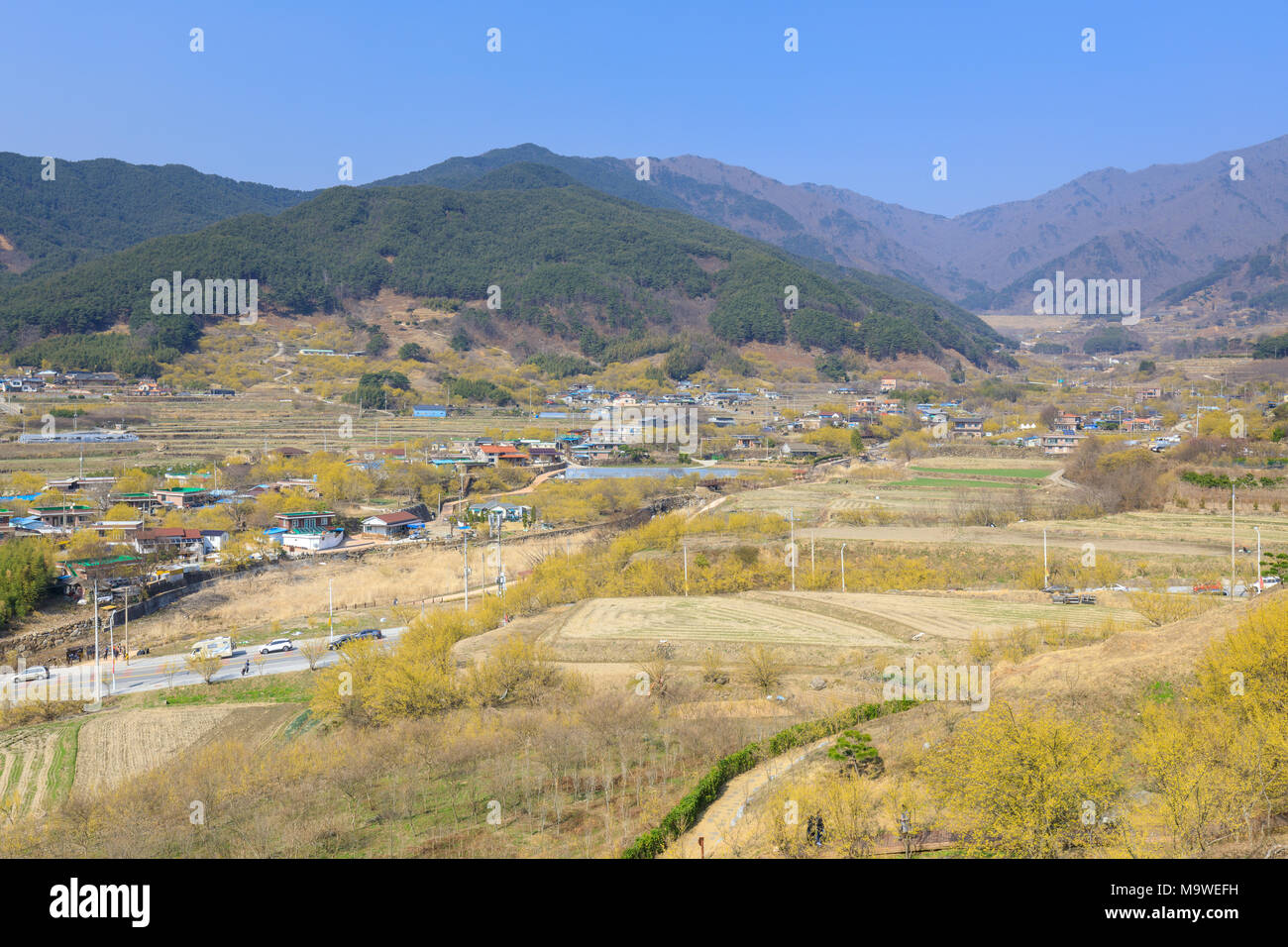 Gurye, South Korea - March 26, 2018 : Scenery of Cornus officinalis ...