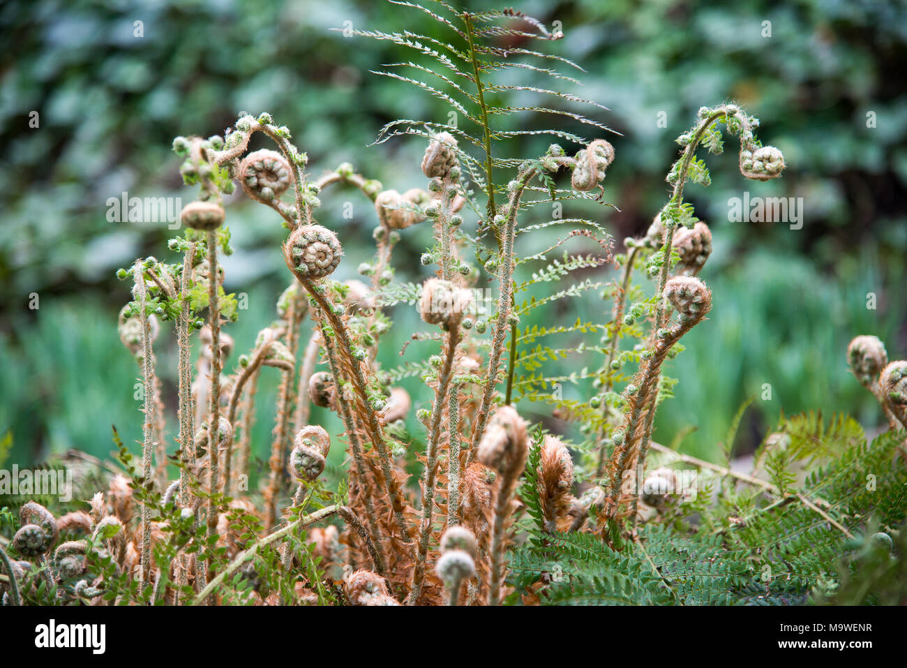 Fern fiddlehead unfurling with selective focus Stock Photo - Alamy
