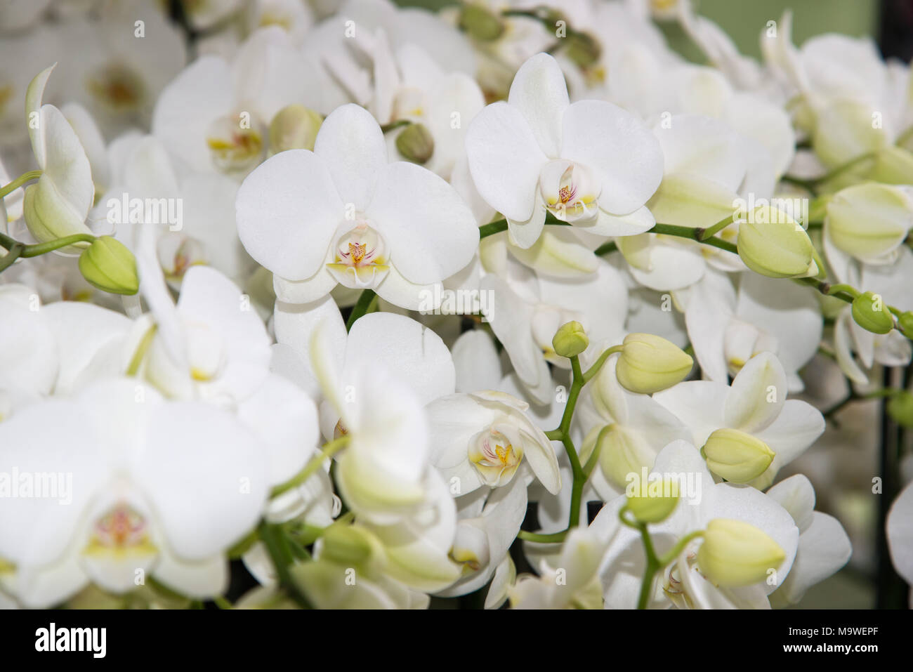 Beautiful romantic blossom background hi-res stock photography and ...