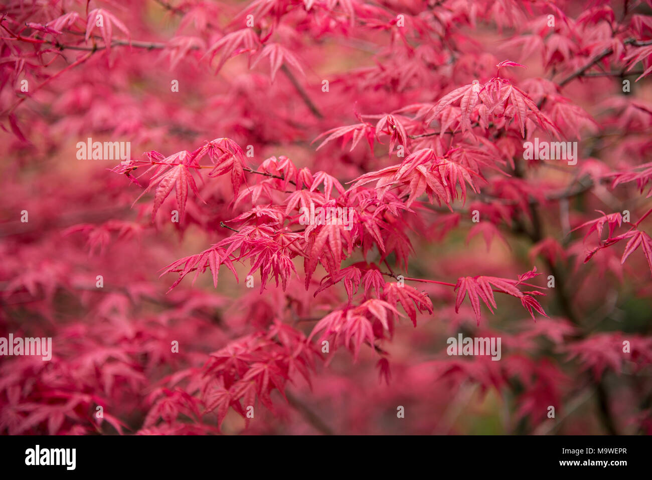 Background of red acer leaves in park Stock Photo - Alamy