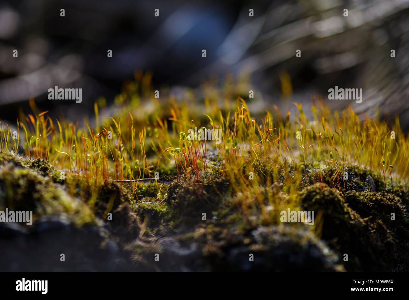 Close up of the moss on a wet rock Stock Photo - Alamy