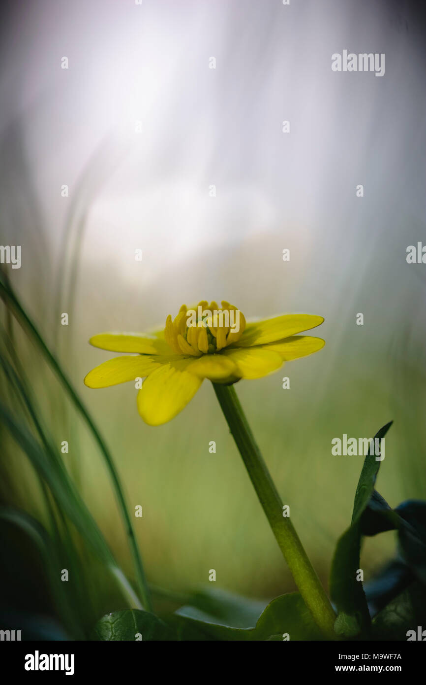 Ranunculus ficarioides hi-res stock photography and images - Alamy