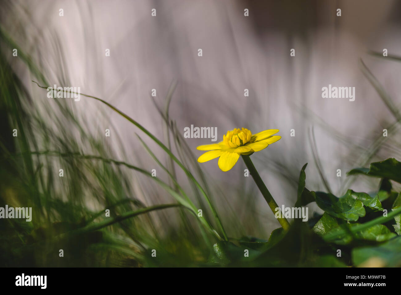 Ranunculus ficarioides hi-res stock photography and images - Alamy