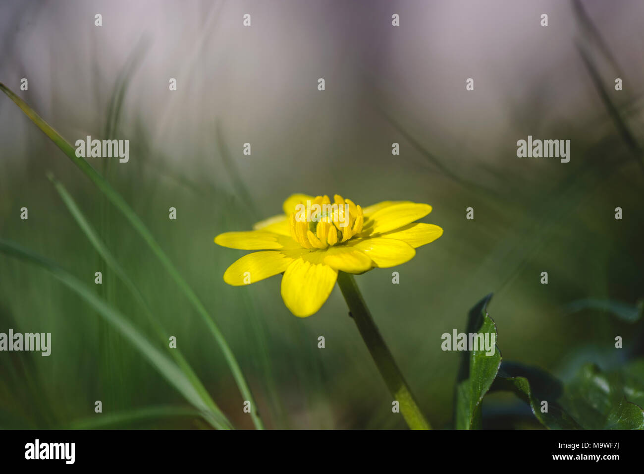 Ranunculus ficarioides hi-res stock photography and images - Alamy