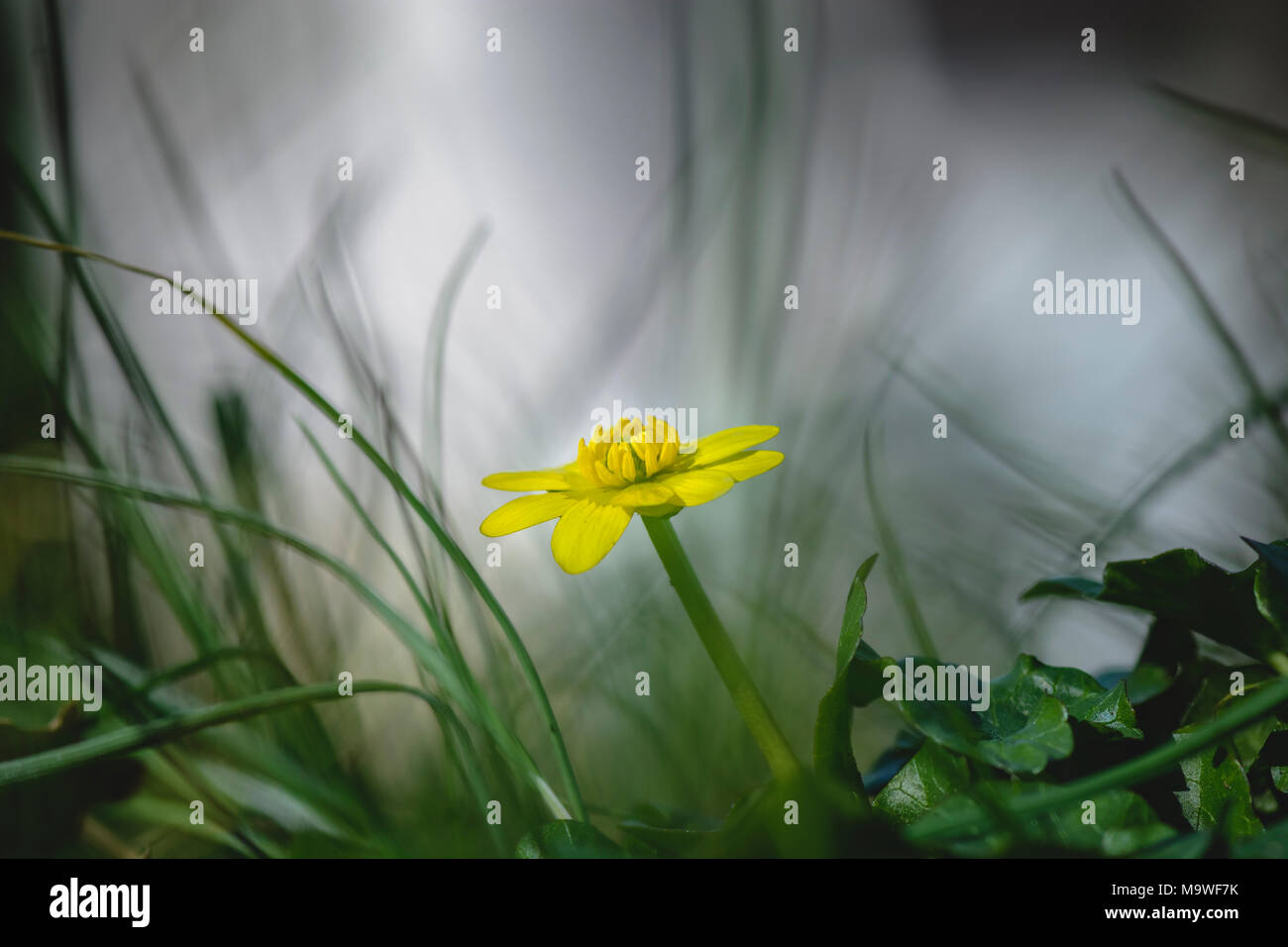 Ranunculus ficarioides hi-res stock photography and images - Alamy