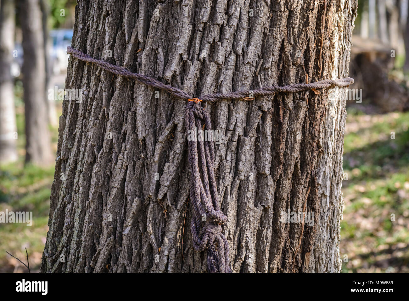 purple rope around a trunk , texture and relief Stock Photo - Alamy