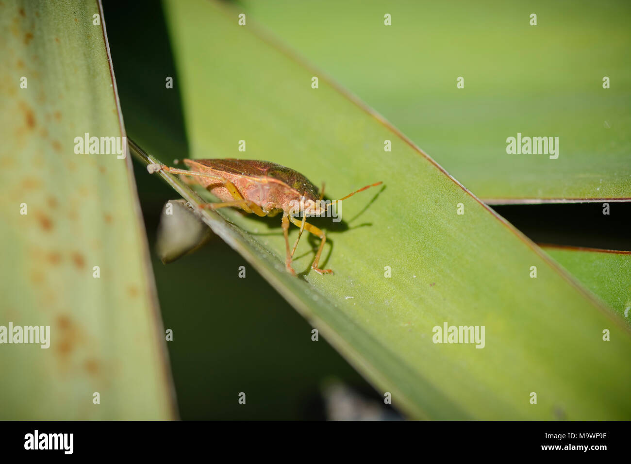Yucca flower insect hi-res stock photography and images - Alamy