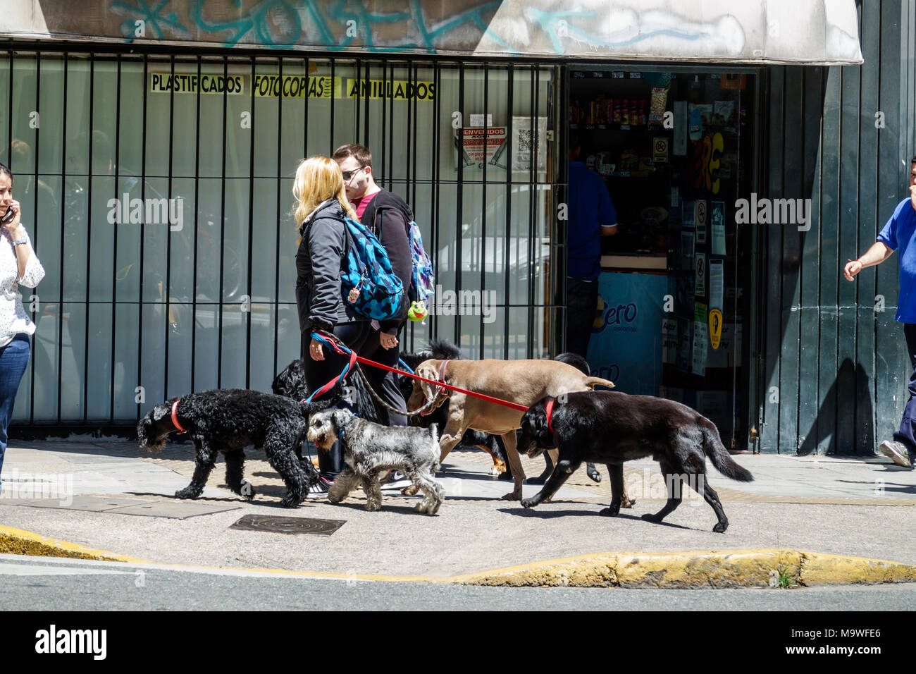 Dog dogs walker walkers hi-res stock photography and images - Alamy