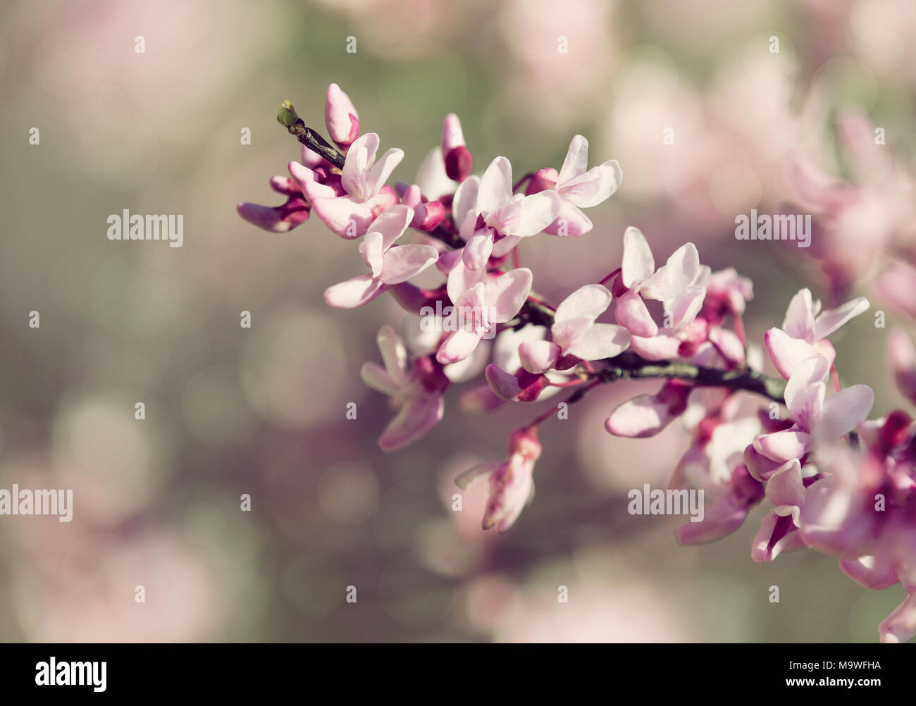 Closeup of a flowering redbud tree branch in spring. Vintage filter ...