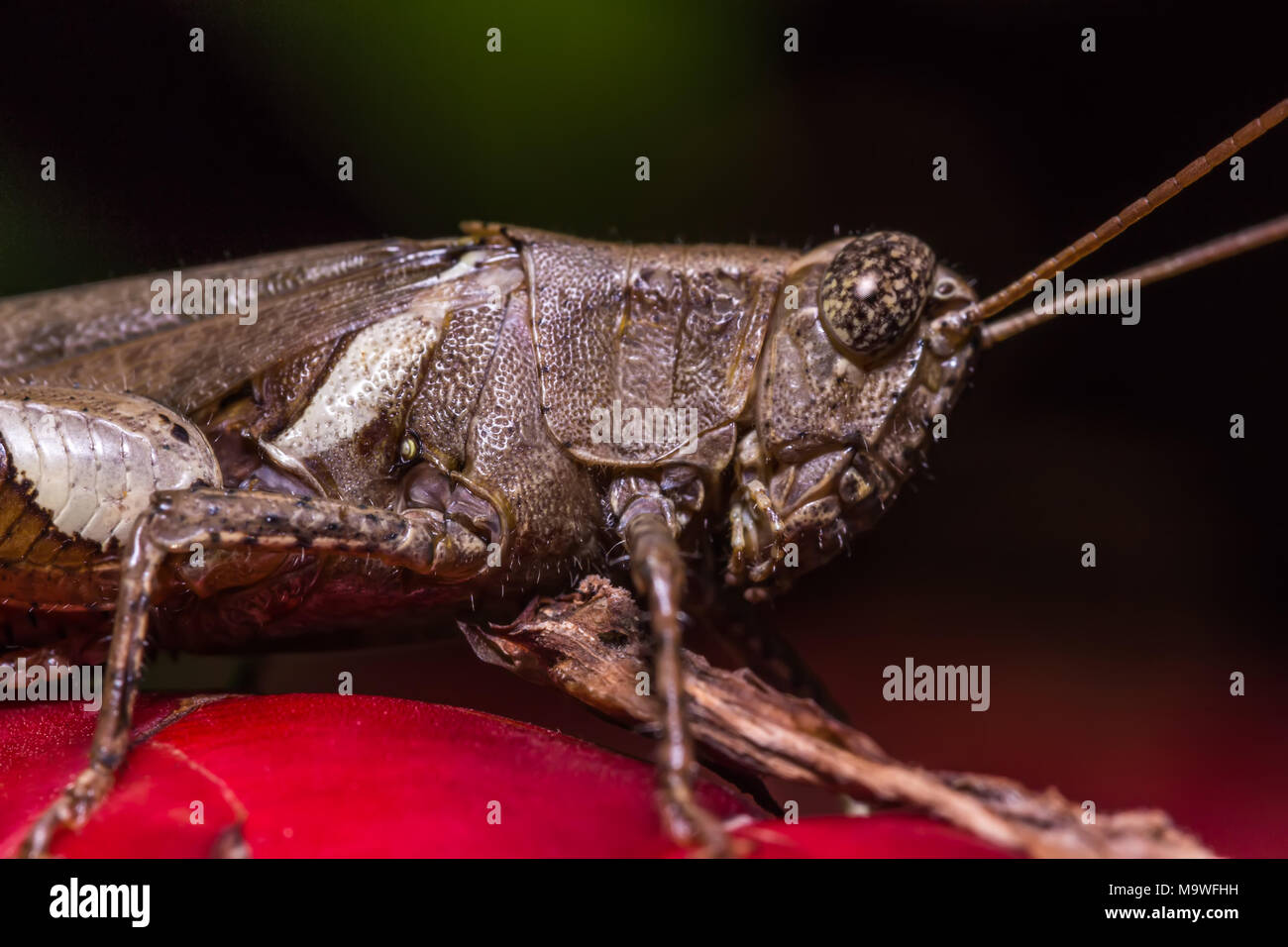 The Camouflage Grasshopper in the tree Stock Photo - Alamy