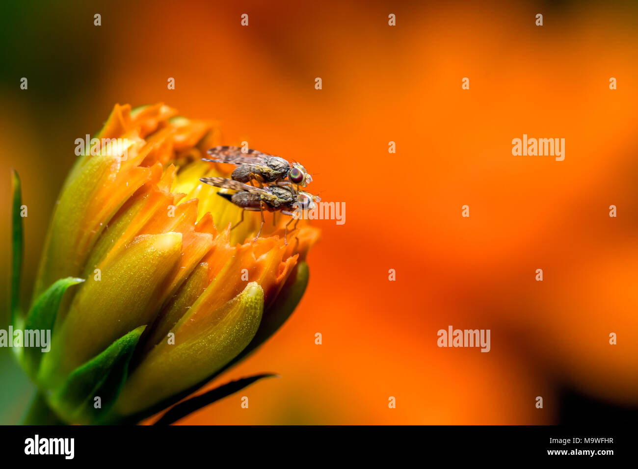 Fruit flies mating hi-res stock photography and images - Alamy