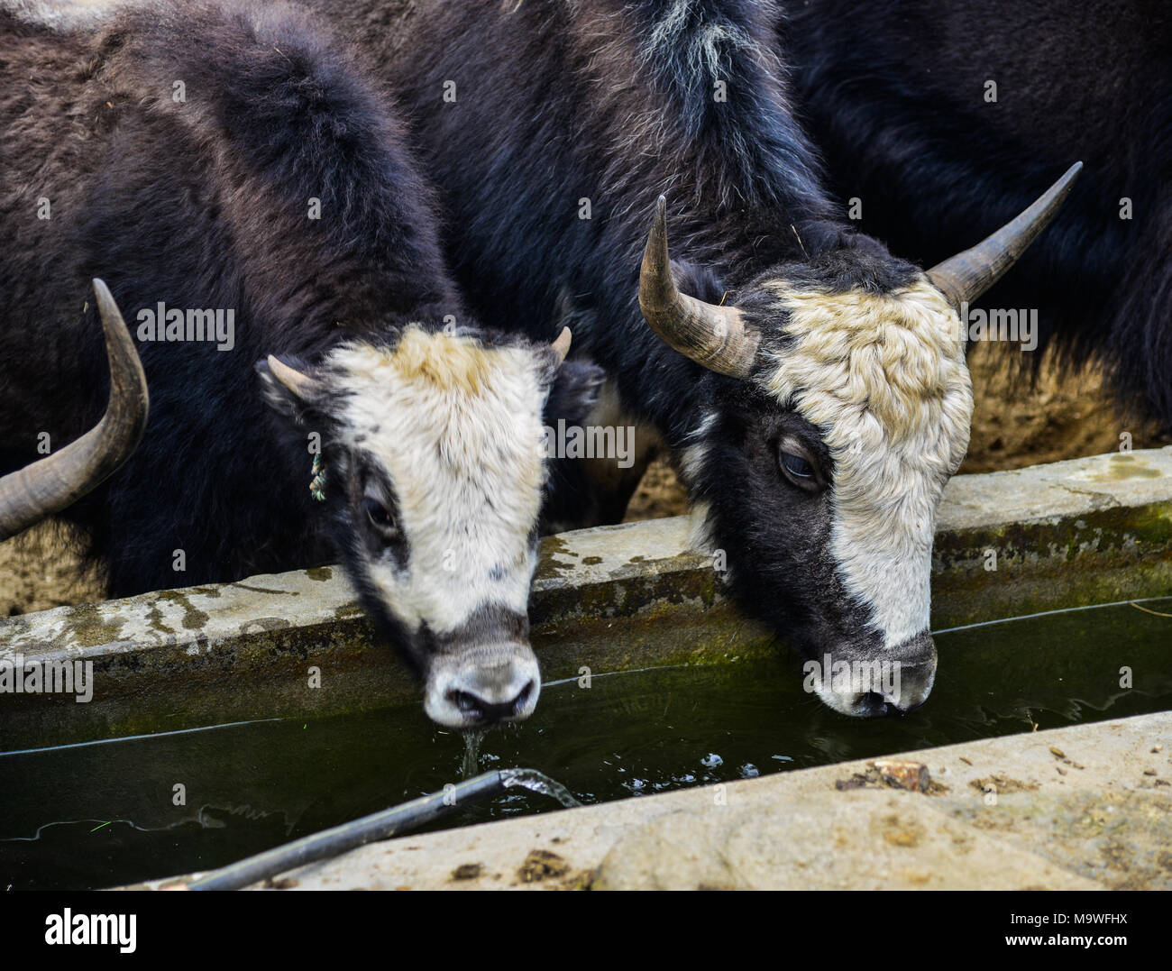 Yak yak is drinking water hi-res stock photography and images - Alamy