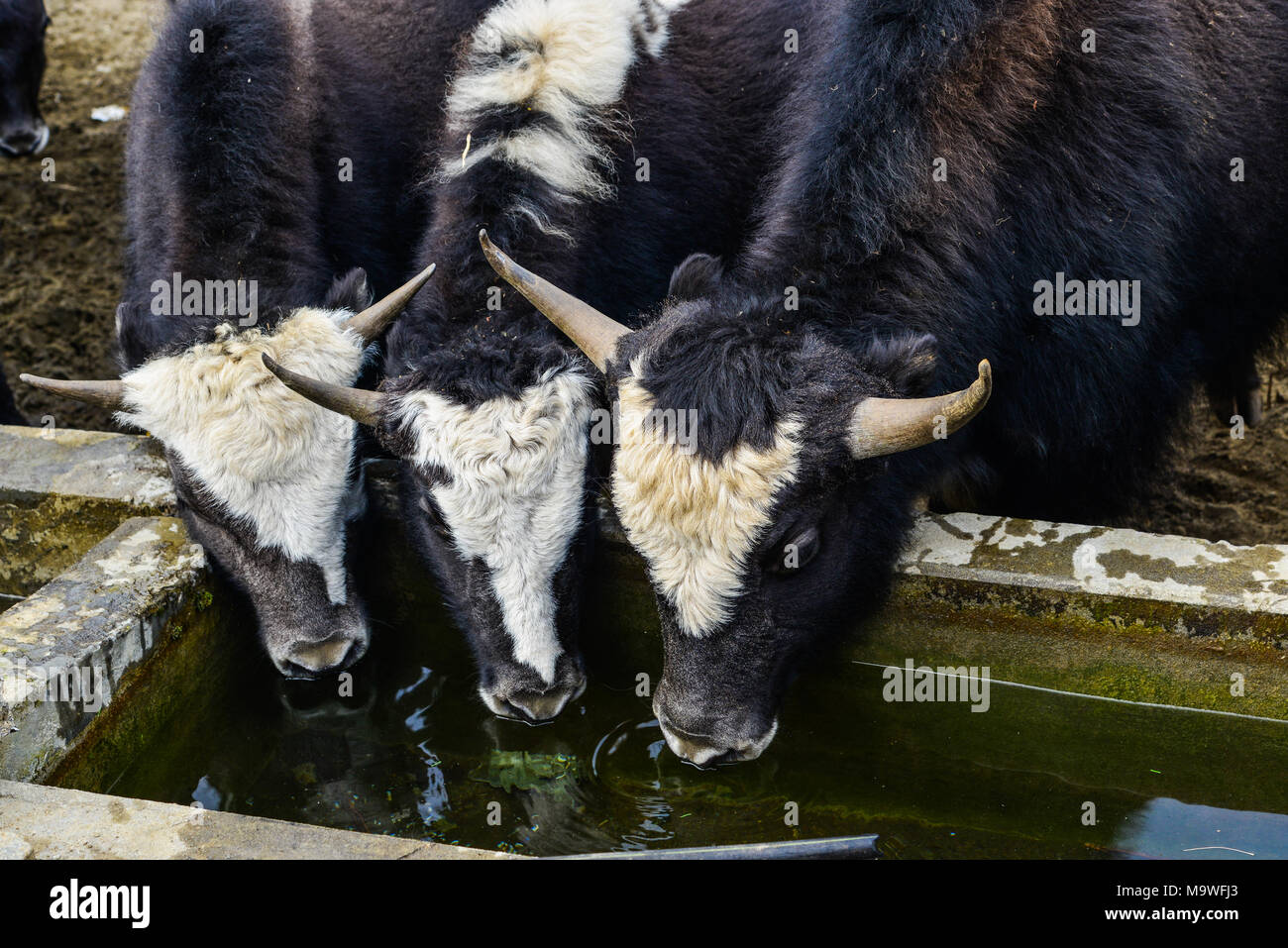 Yak yak is drinking water hi-res stock photography and images - Alamy
