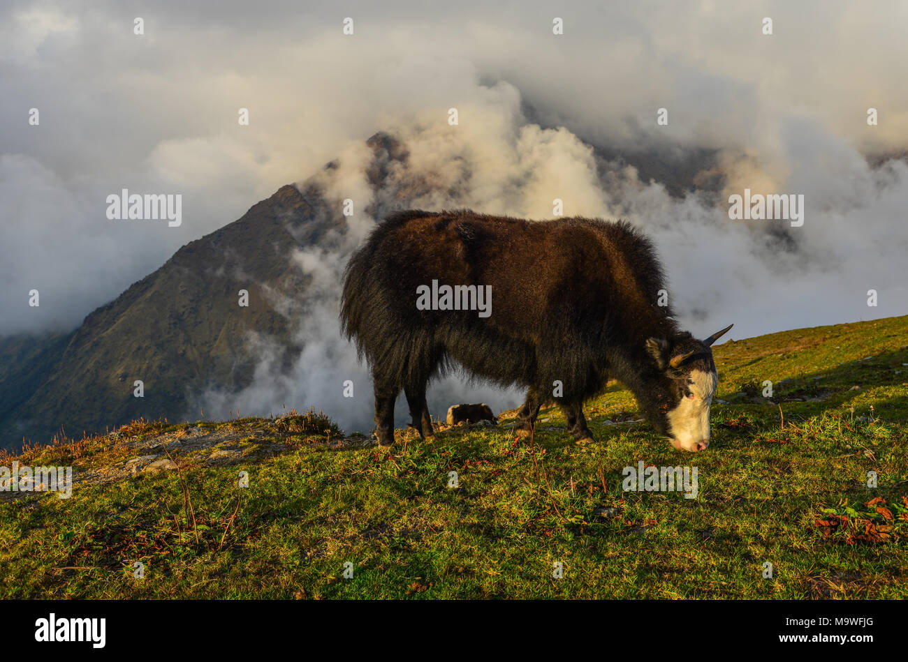 Yak eating in himalaya valley hi-res stock photography and images - Alamy