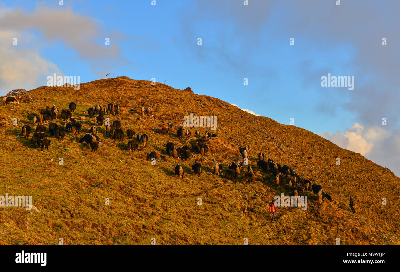 Many yaks eating grass on mountain at sunrise in Khopra, Nepal Stock ...