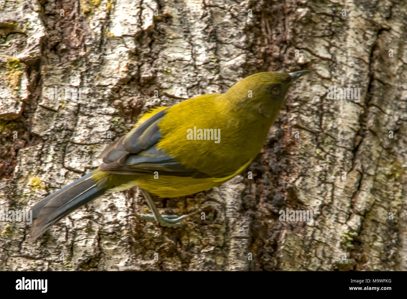 Bellbird hi-res stock photography and images - Alamy