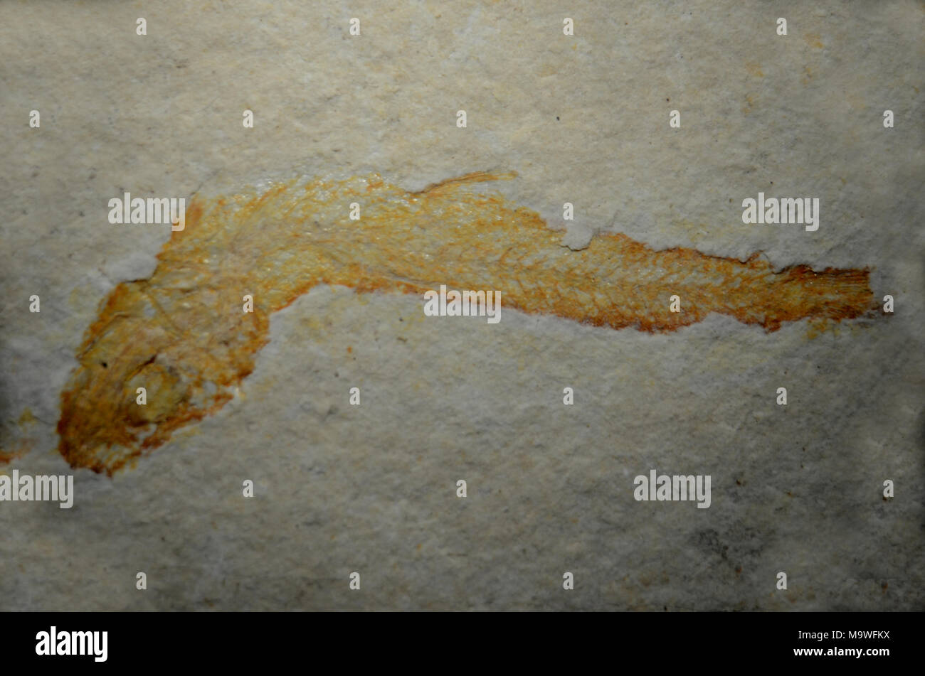 Arhaeology hi-res stock photography and images - Alamy