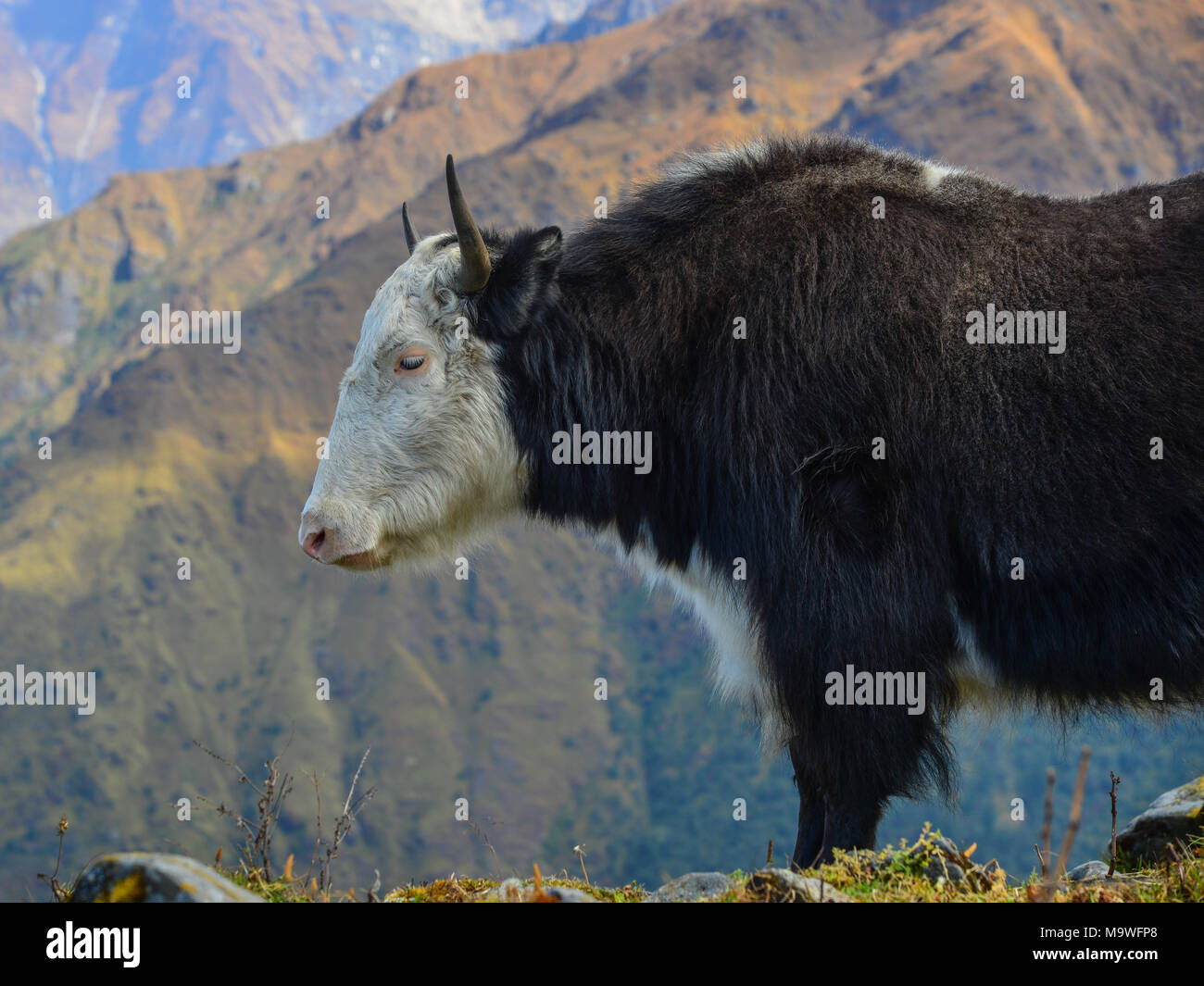 A black yak standing on mountain of Annapurna Range of Nepal Stock ...