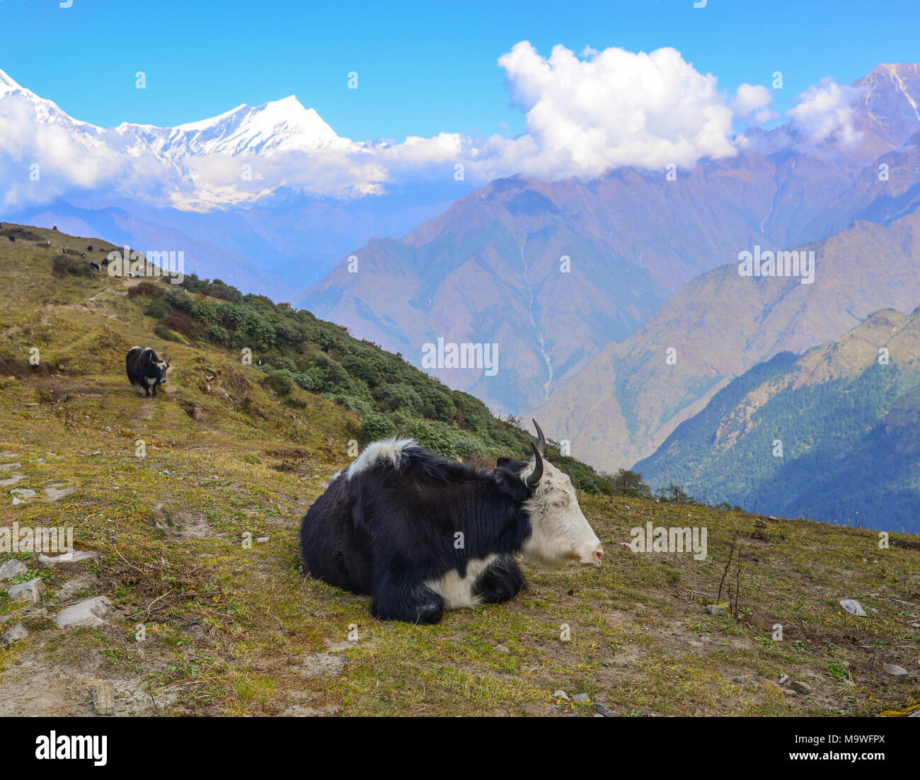 A black yak lying on mountain of Annapurna Range of Nepal Stock Photo ...
